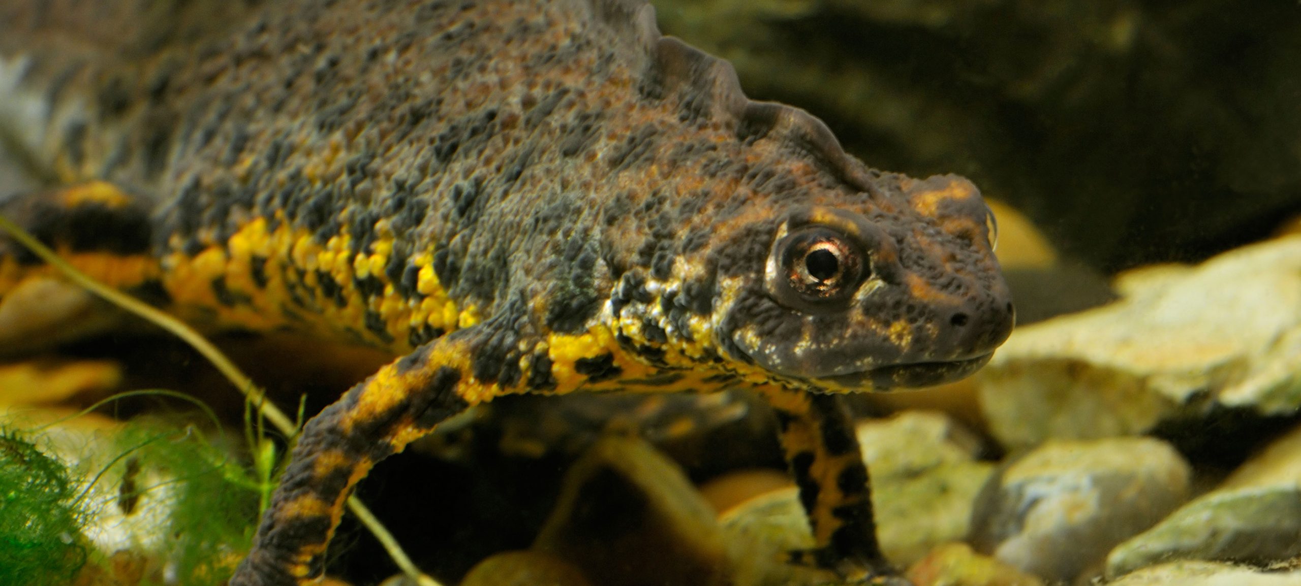 Great crested newt licensing for major infrastructure projects ...