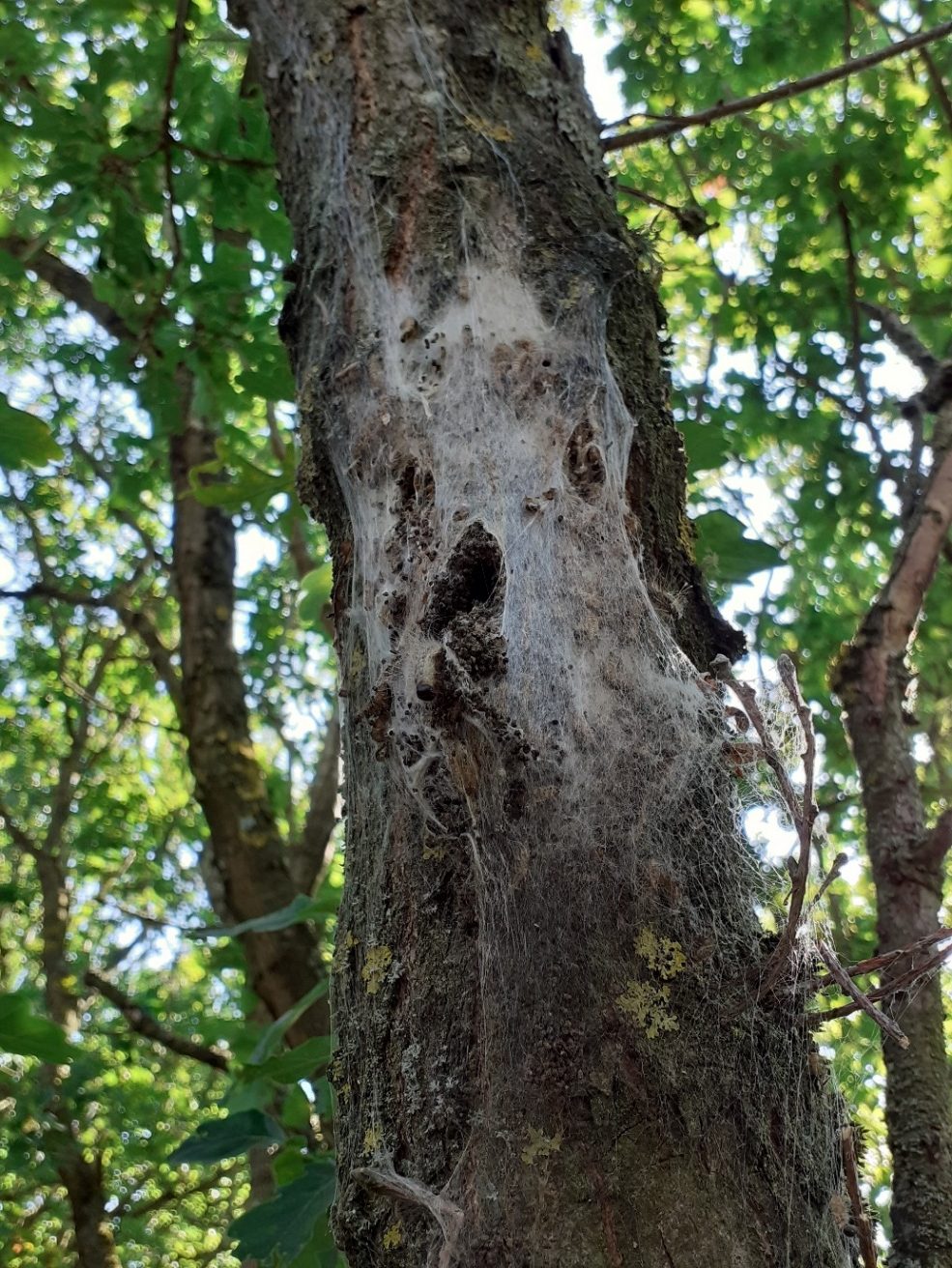 Oak Processionary Moth - a health risk to working in wooded areas - HS2 ...
