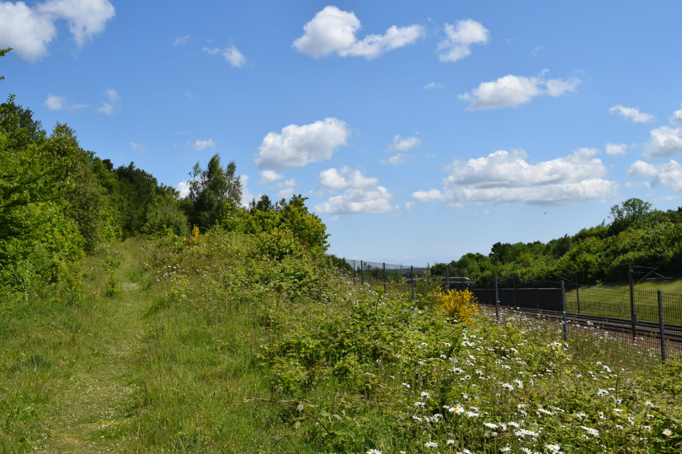 Designing with landscape maintenance in mind - HS2 Learning Legacy