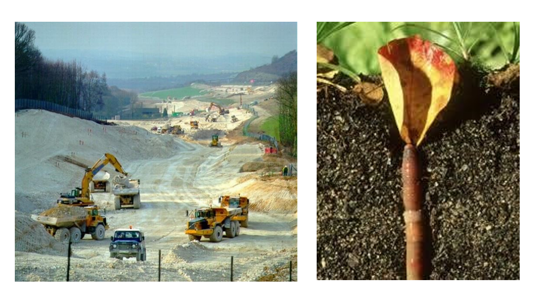 The cutting edge (a resilient plant procurement strategy supporting HS2 ...