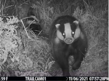 Artificial badger sett design - HS2 Learning Legacy