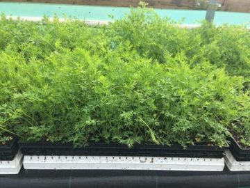 Grassland translocation – successes and solutions - HS2 Learning Legacy