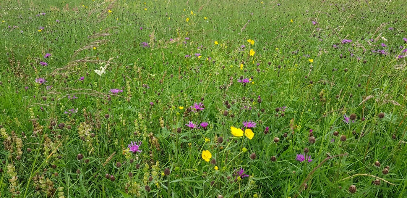 Grassland translocation – successes and solutions - HS2 Learning Legacy